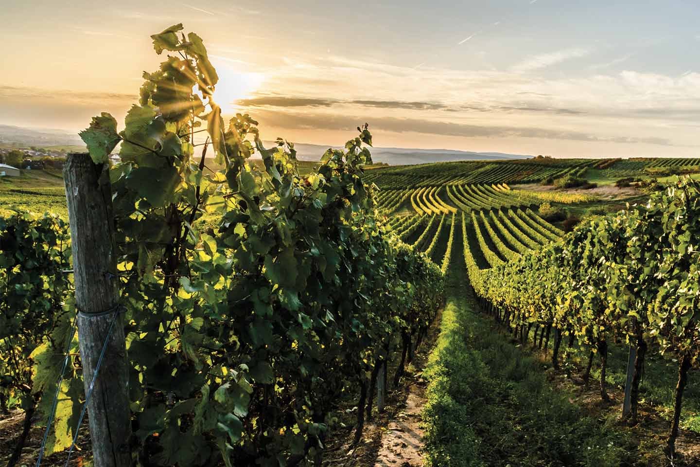 Diversifying grape varieties to manage climate risk